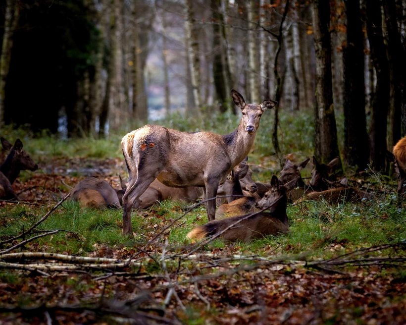 De 15 bedste oplevelser på Fyn | momondo