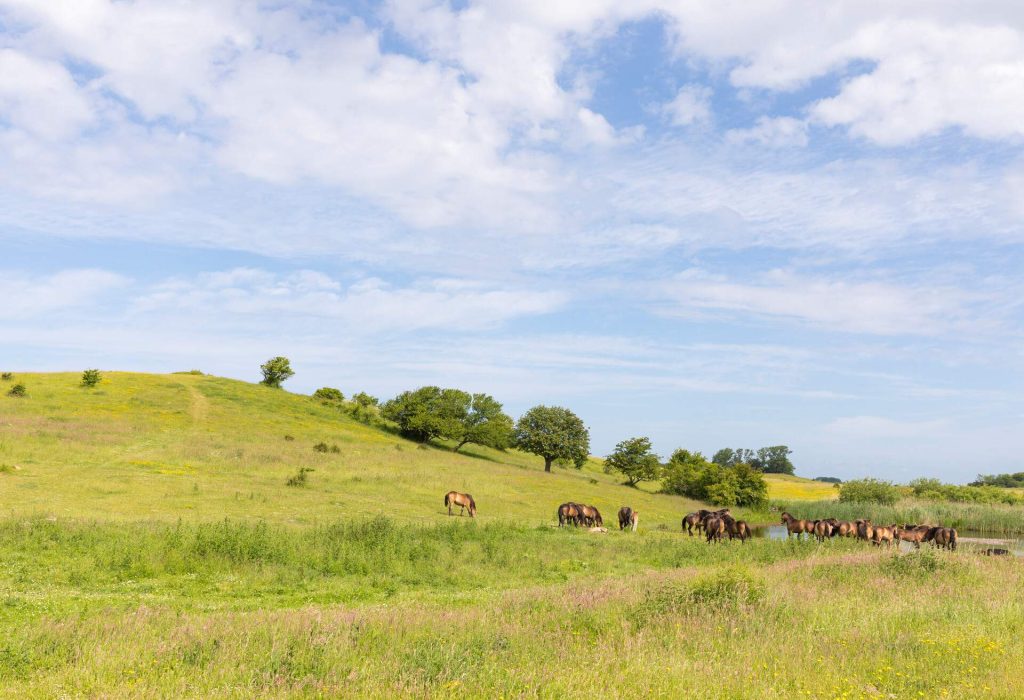 De 14 bedste seværdigheder på Fyn 2023 | momondo