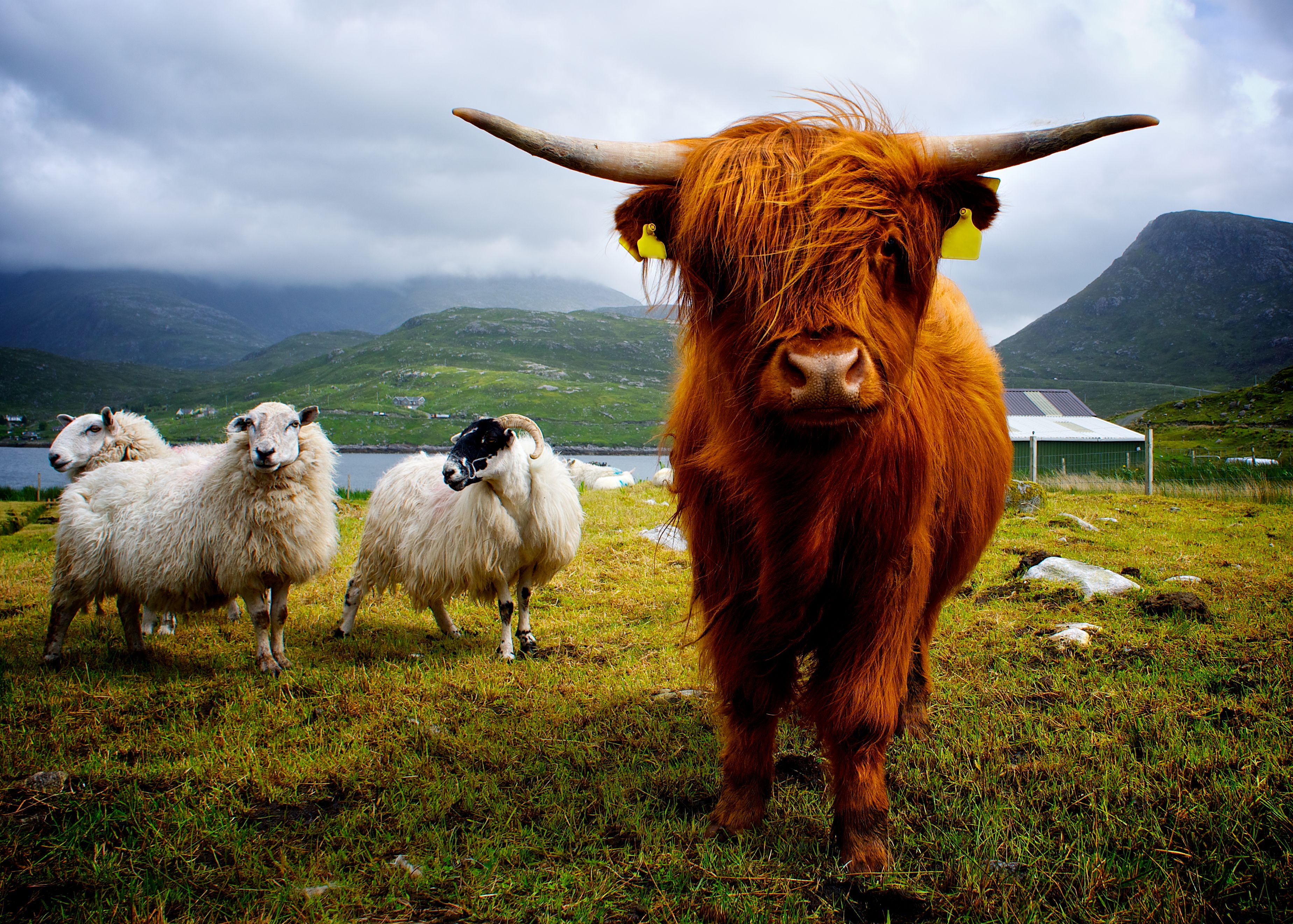 154 kr. Billige fly fra Danmark til Skotland i 2024 | momondo